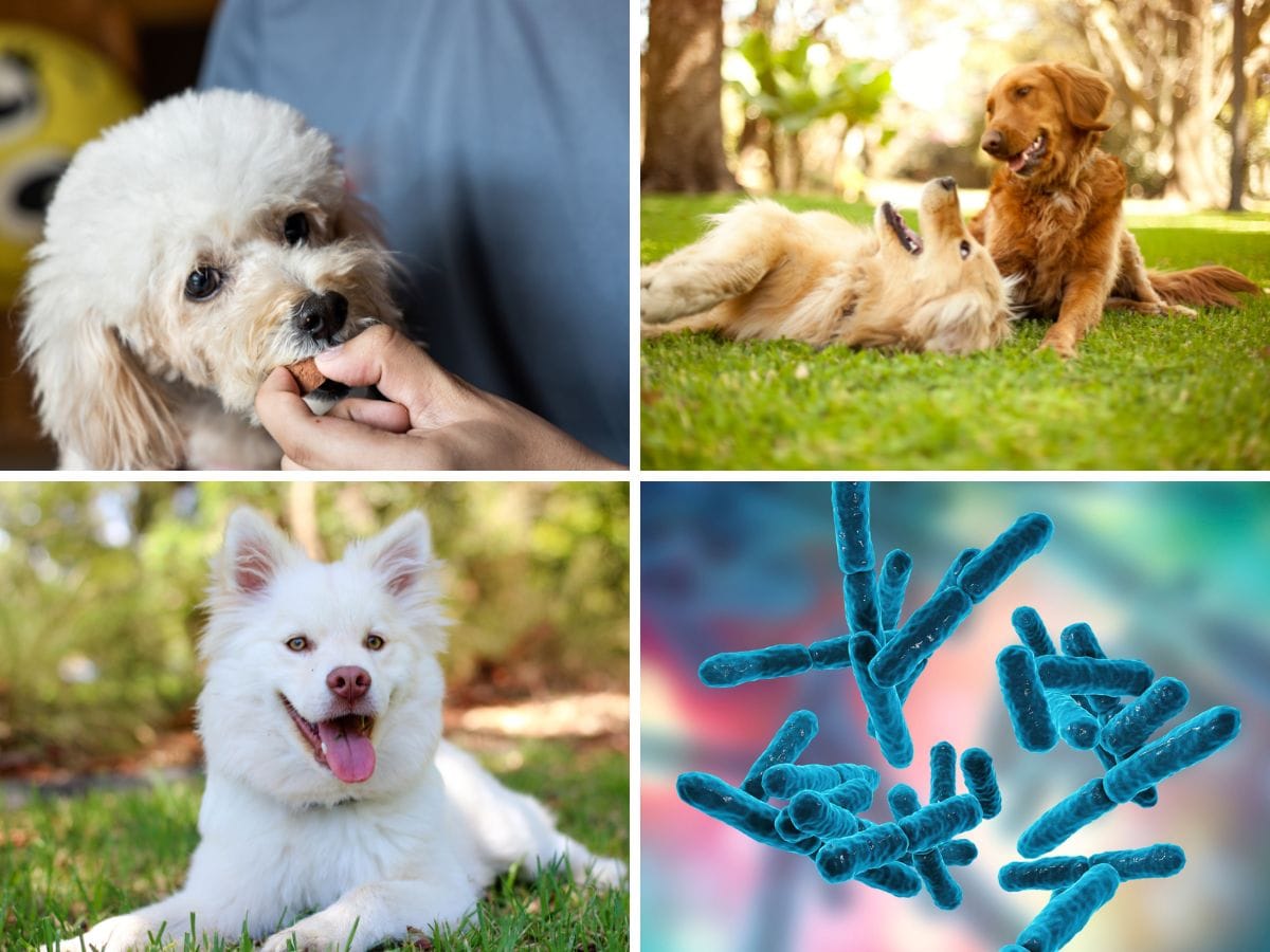 The Best Dog Probiotic Chews: 7 Top Products to Support Your Pup's ...