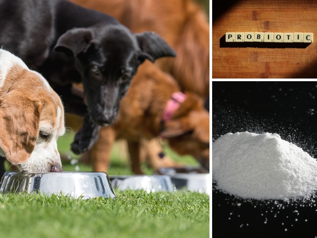 The Ultimate Guide to Dog Probiotic Powder: 5 Top Products for Gut Health