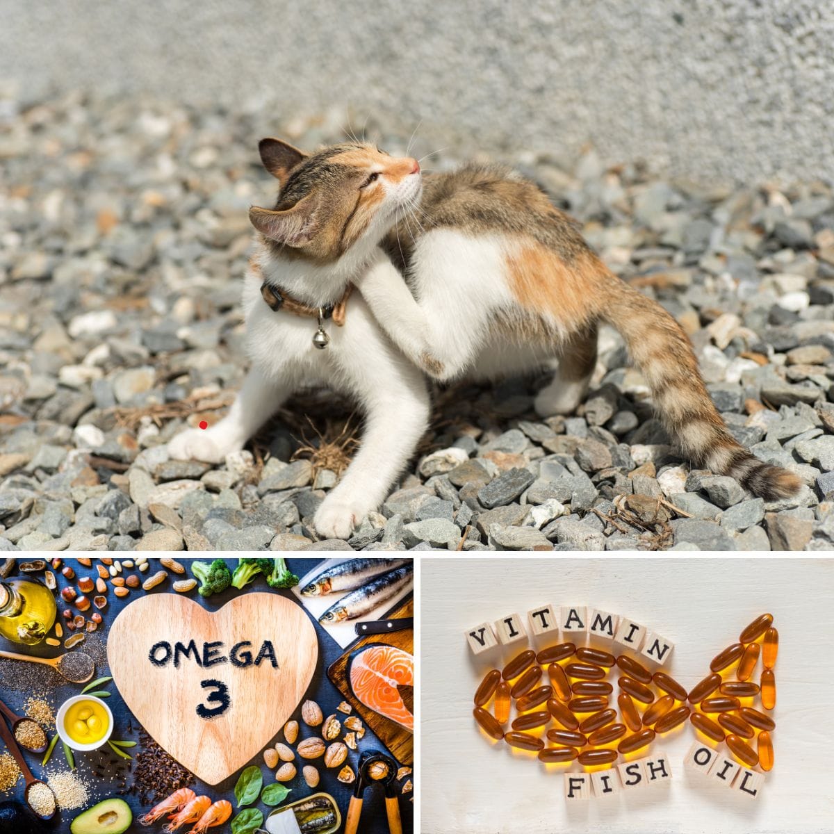 Does Omega 3 Help Cats with Itchy Skin? Unveiling the Furry Truth