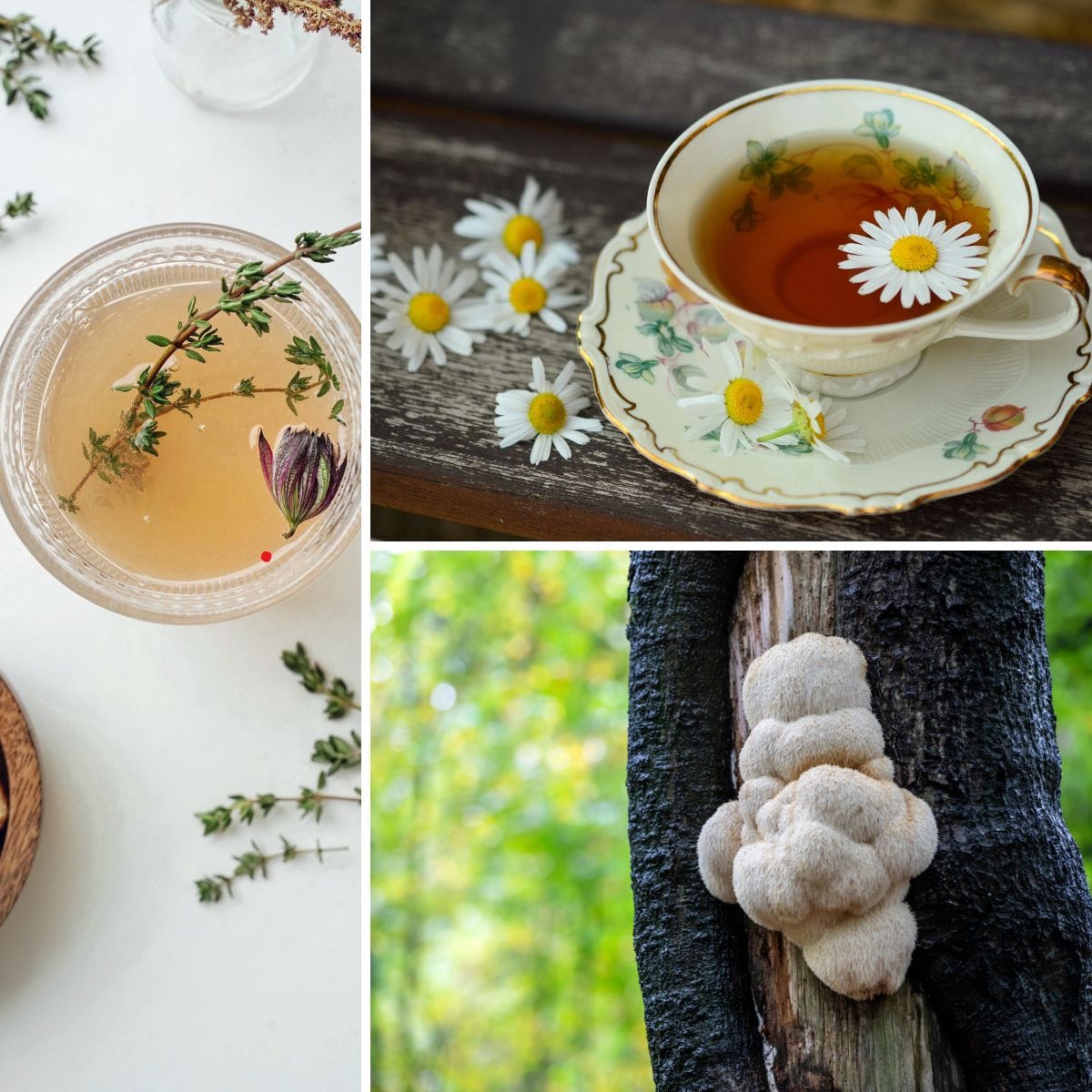 5 Lion's Mane Tea Products That Will Unleash Your Inner Roar!
