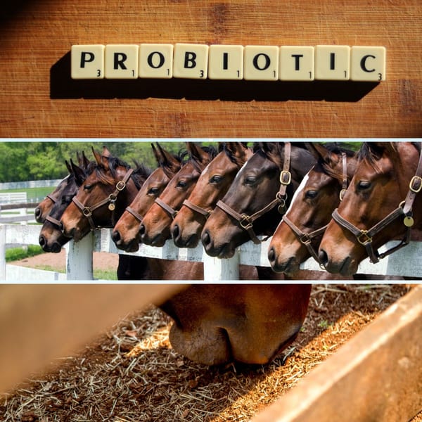 The Ultimate Guide to Probiotics for Horses: 3 Top Products for Equine ...